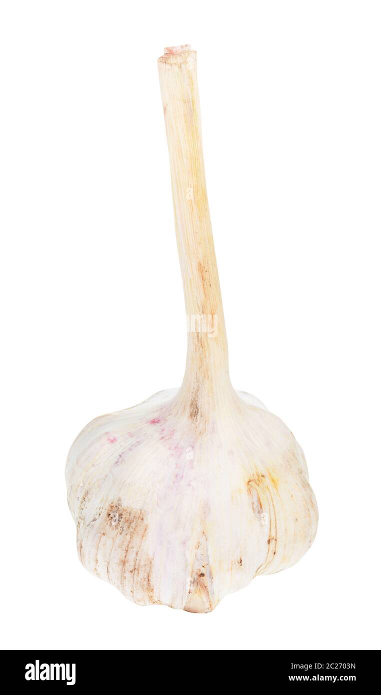 bulb of natural garlic isolated on white background Stock Photo - Alamy