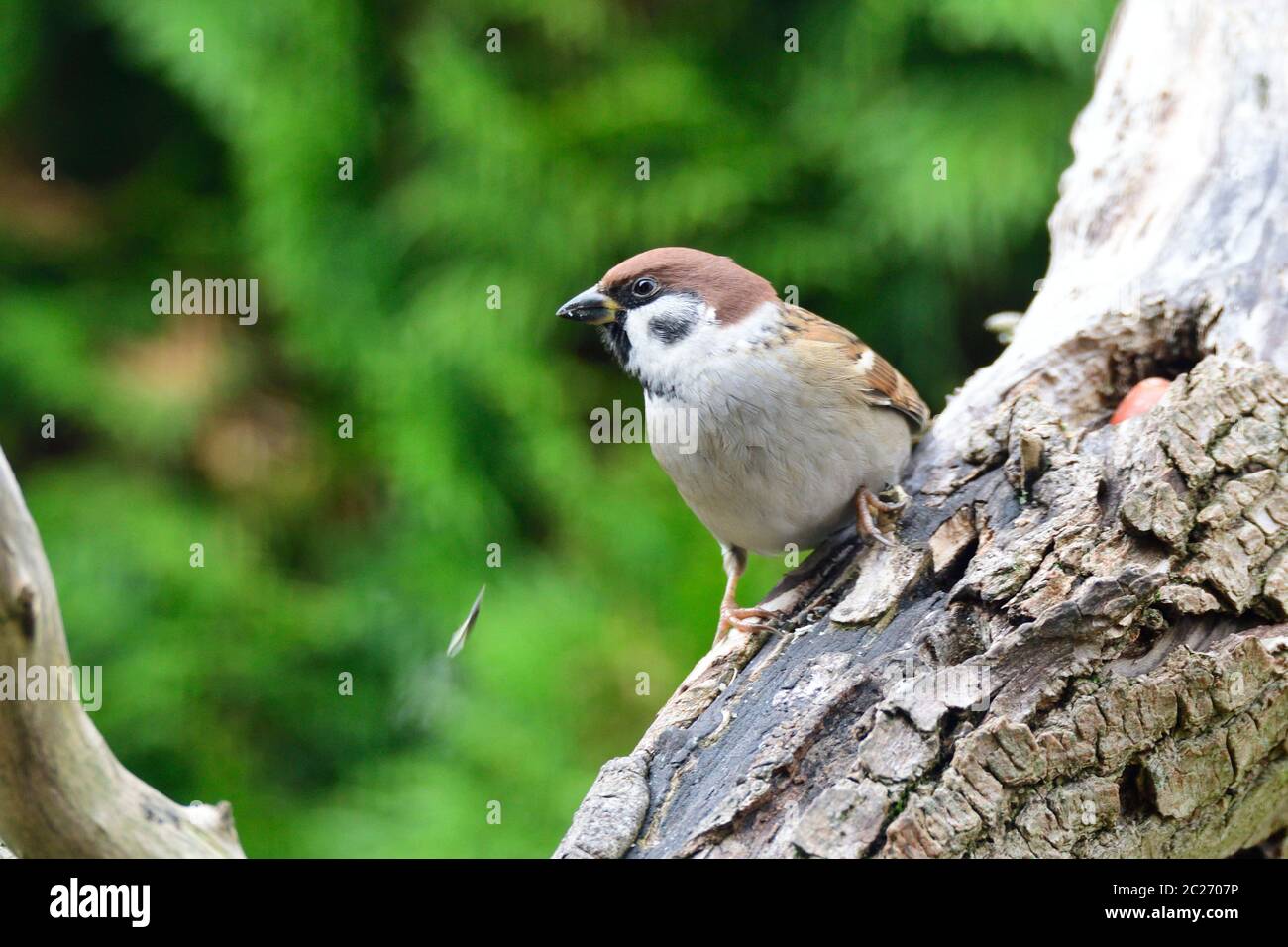 Eurasian tree sparrow Stock Photo - Alamy