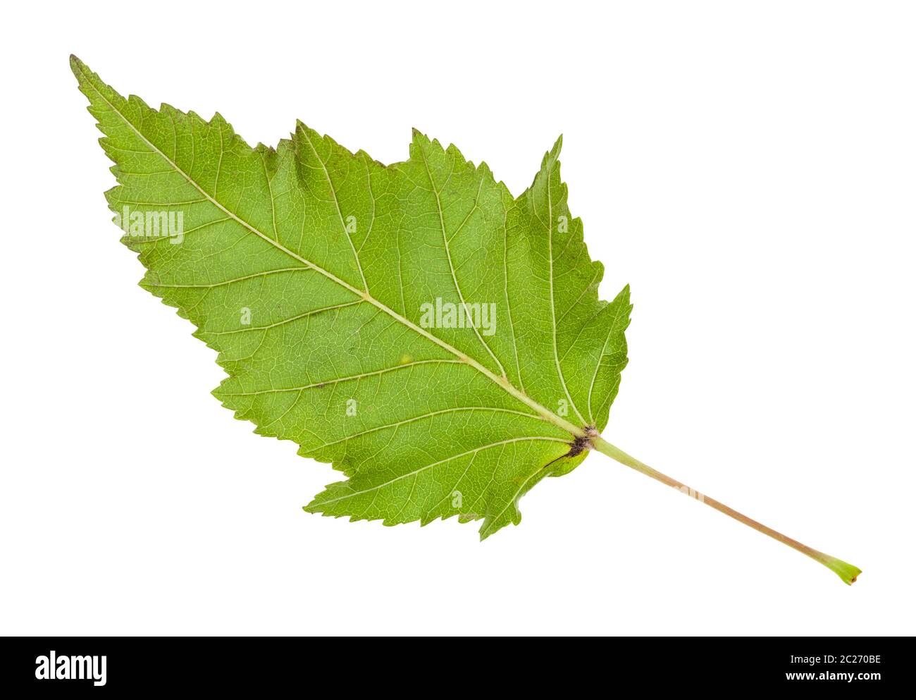 back side of green leaf of amur maple (acer tataricum ginnala) tree ...