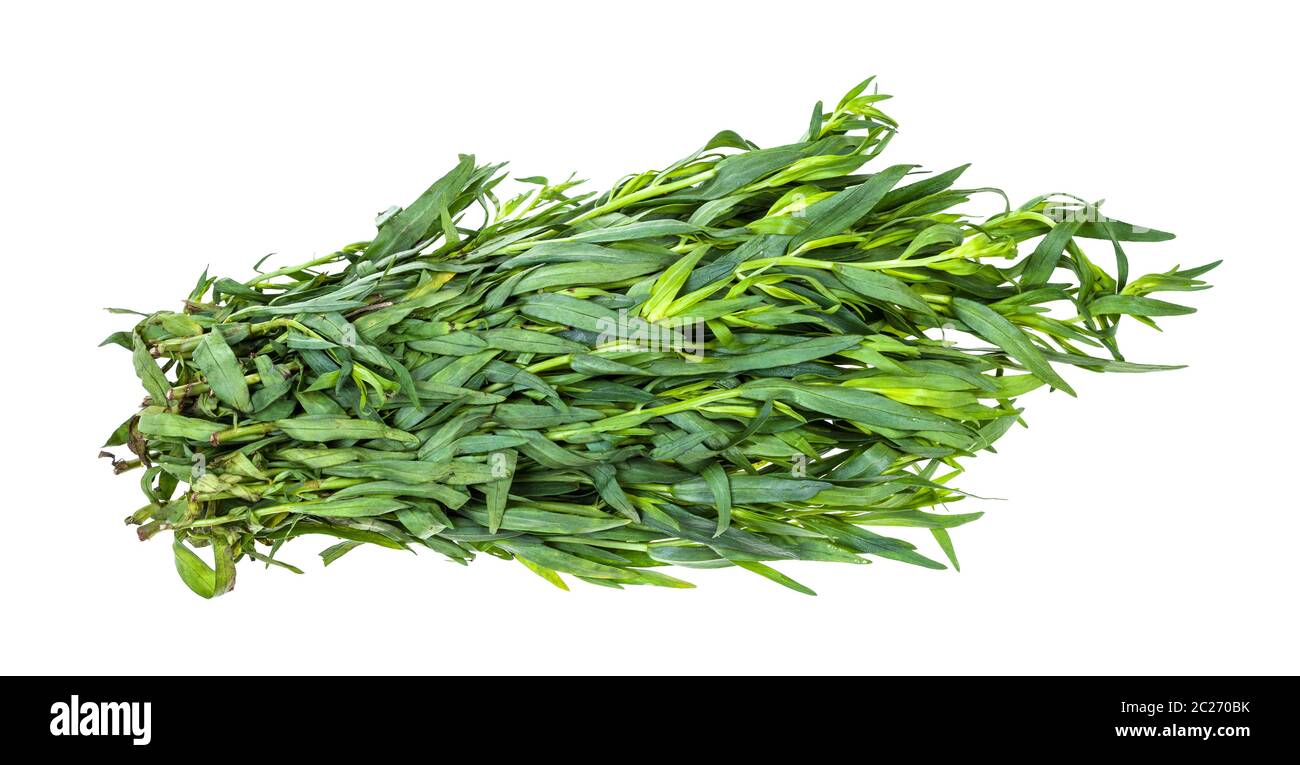 bunch of fresh tarragon (estragon) isolated on white background Stock ...
