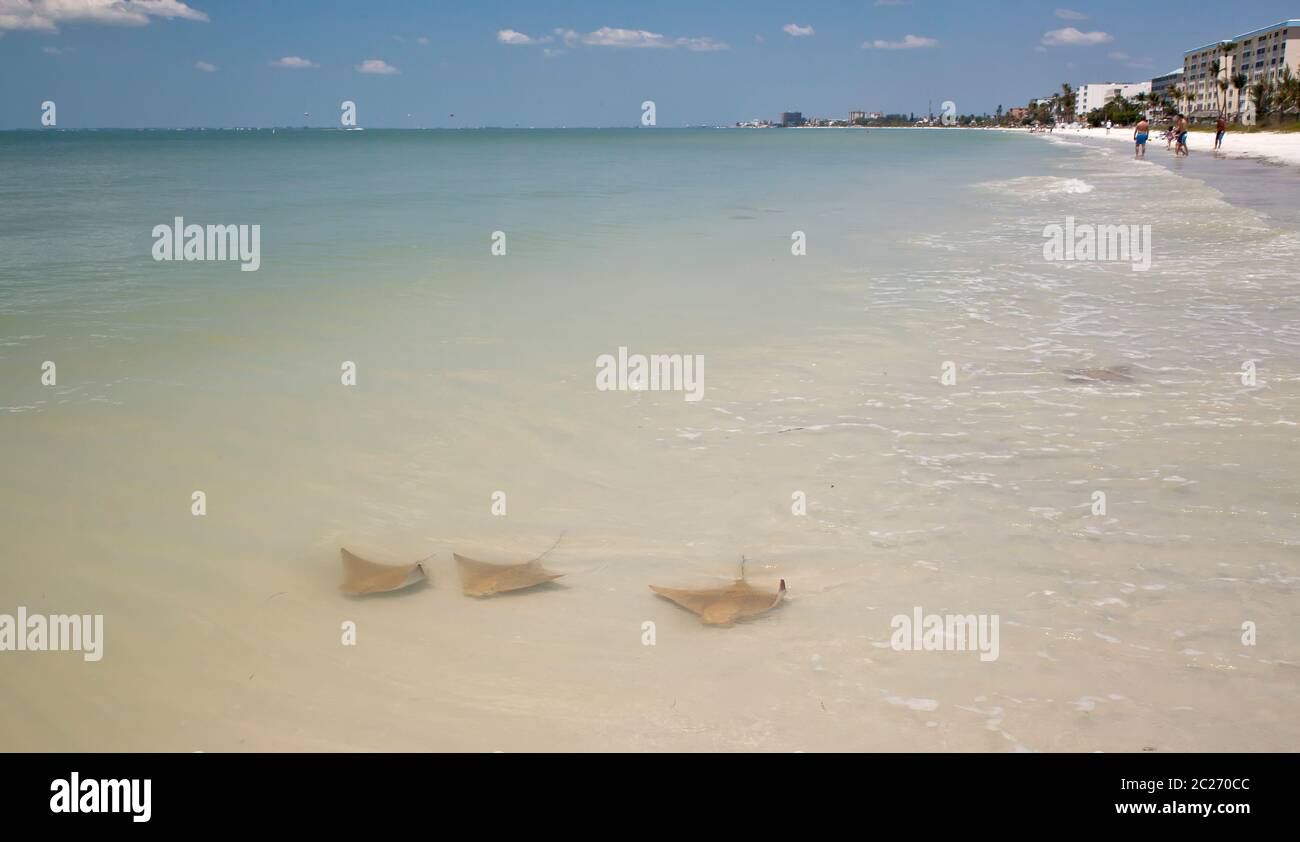 Stingrays in sea off Fort Myers beach, Florida, USA Stock Photo - Alamy