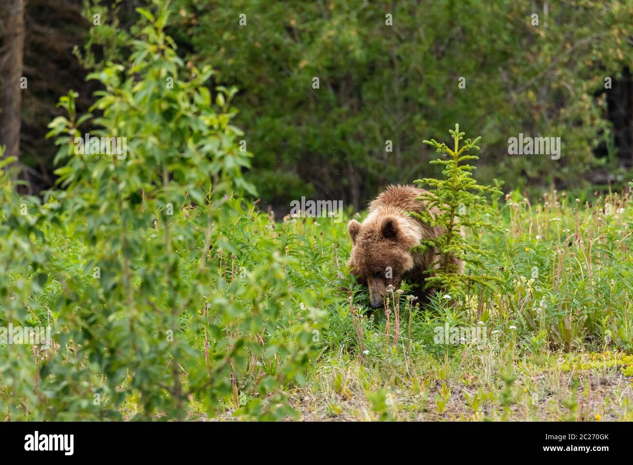 Brown Bear and Grizzly Bear on Meadows Stock Photo - Alamy