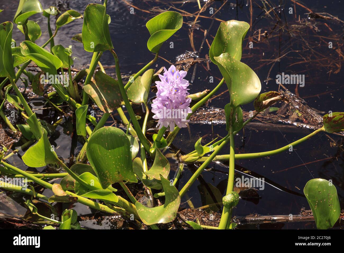 Hyacinth purple flower Hyacinthus blooms in Seasonal flooded swamp of ...