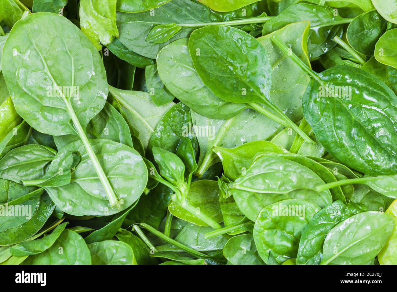 natural food background - many fresh leaves of spinach herb close up ...