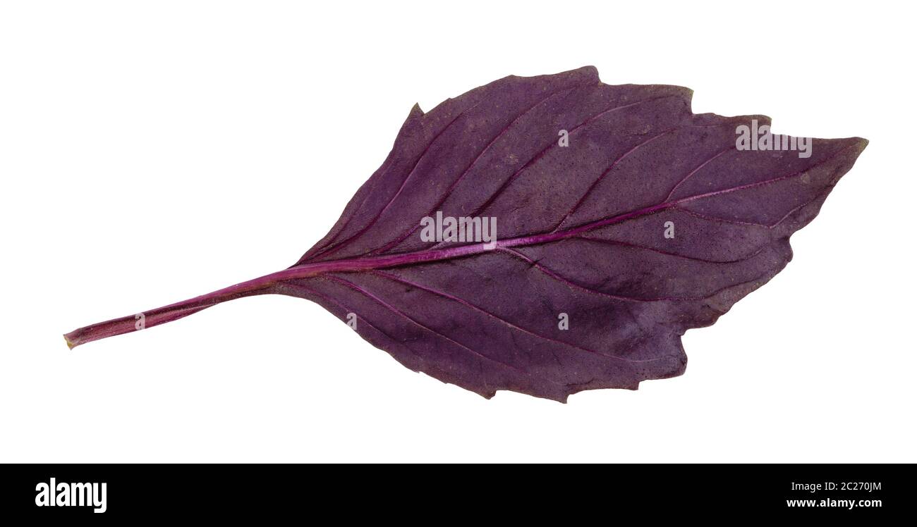 back side of leaf of fresh dark purple basil herb isolated on white ...