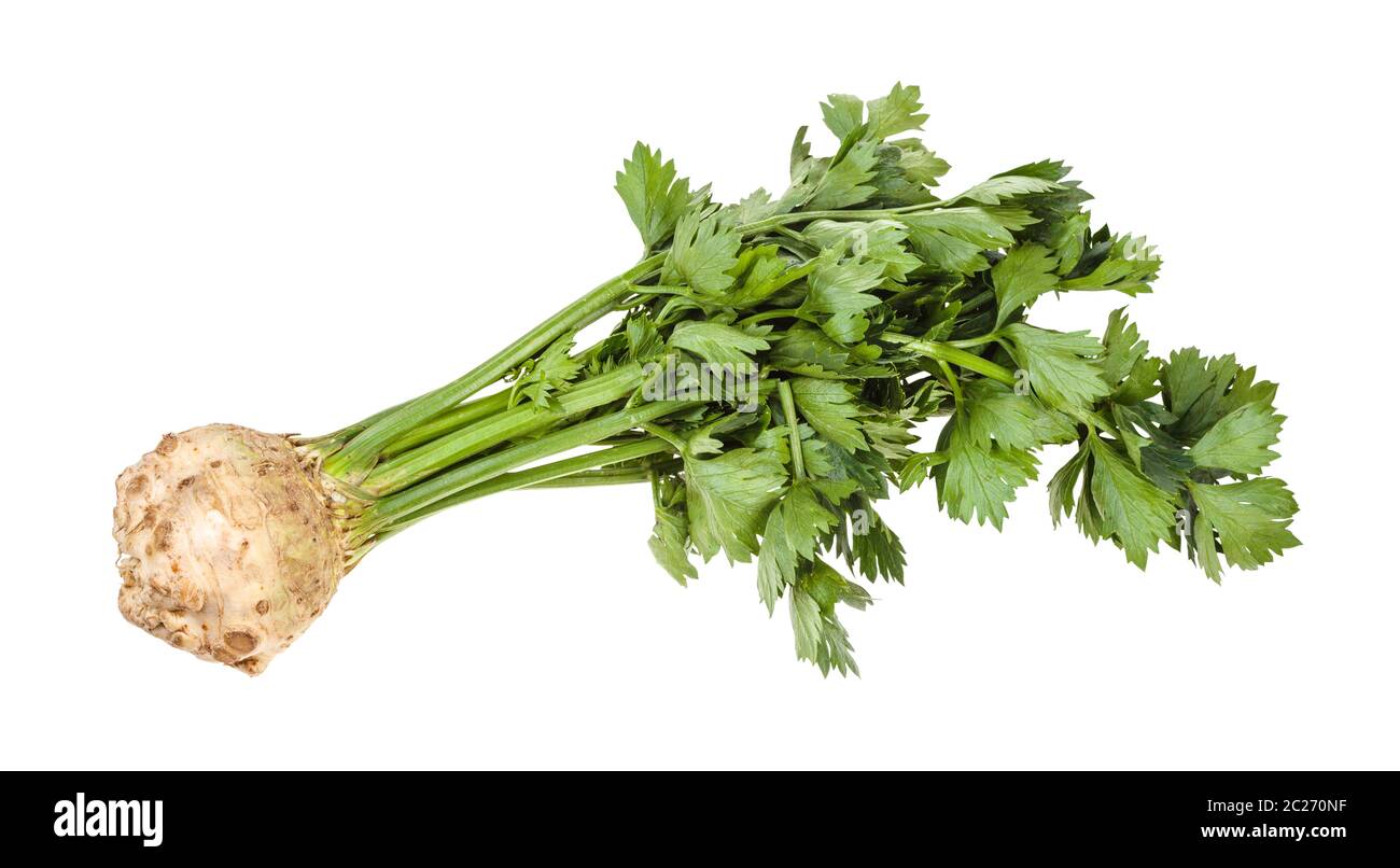 single fresh celeriac (celery root) with greens isolated on white ...