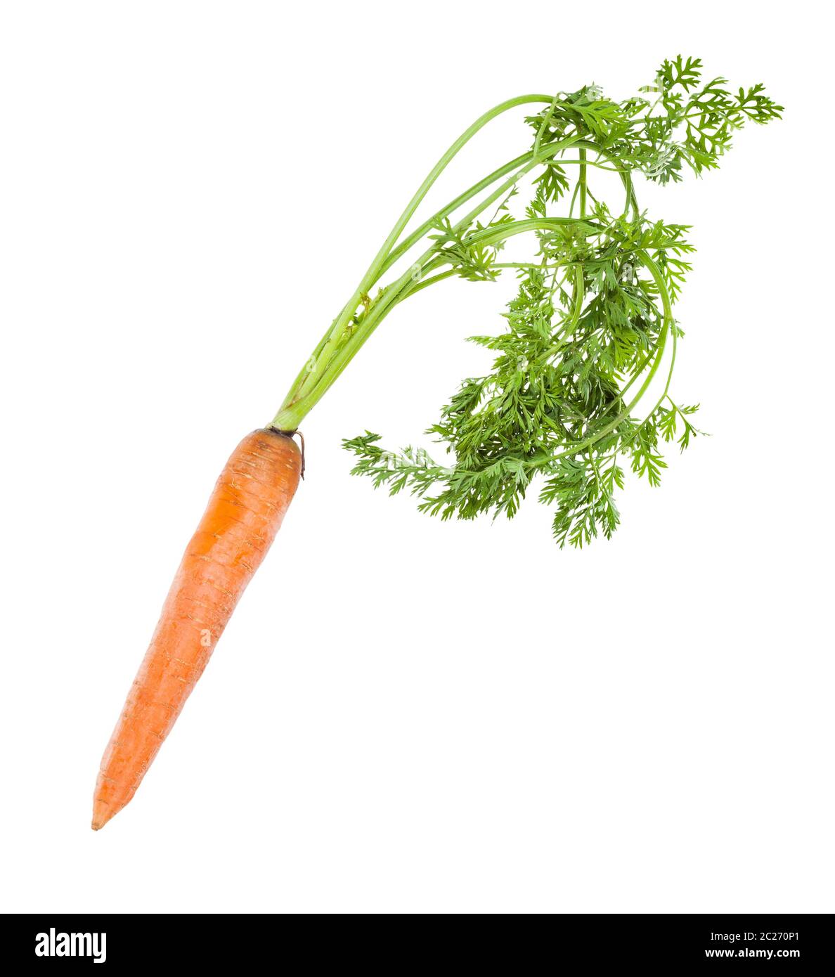 single fresh organic garden carrot with greens isolated on white ...