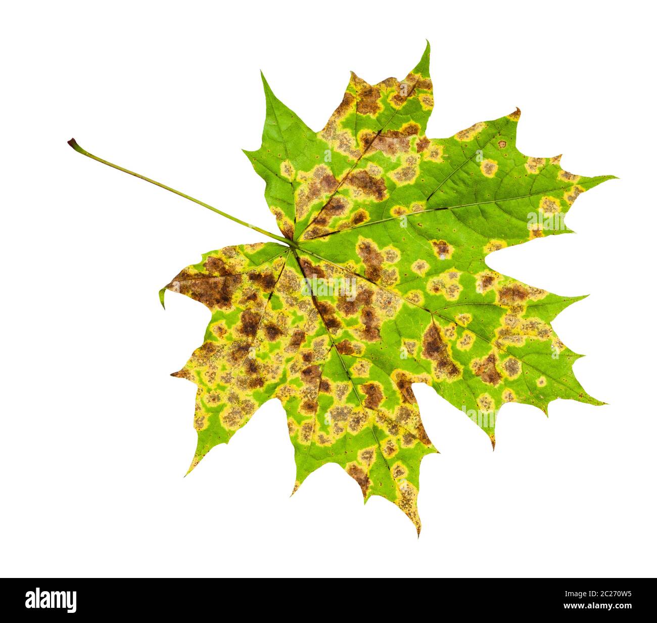 back side of diseased leaf of maple tree isolated on white background ...