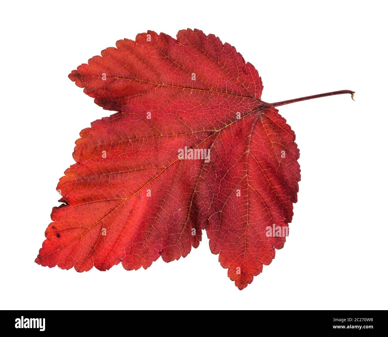 fallen red leaf of ninebark (physocarpus) shrub isolated on white ...