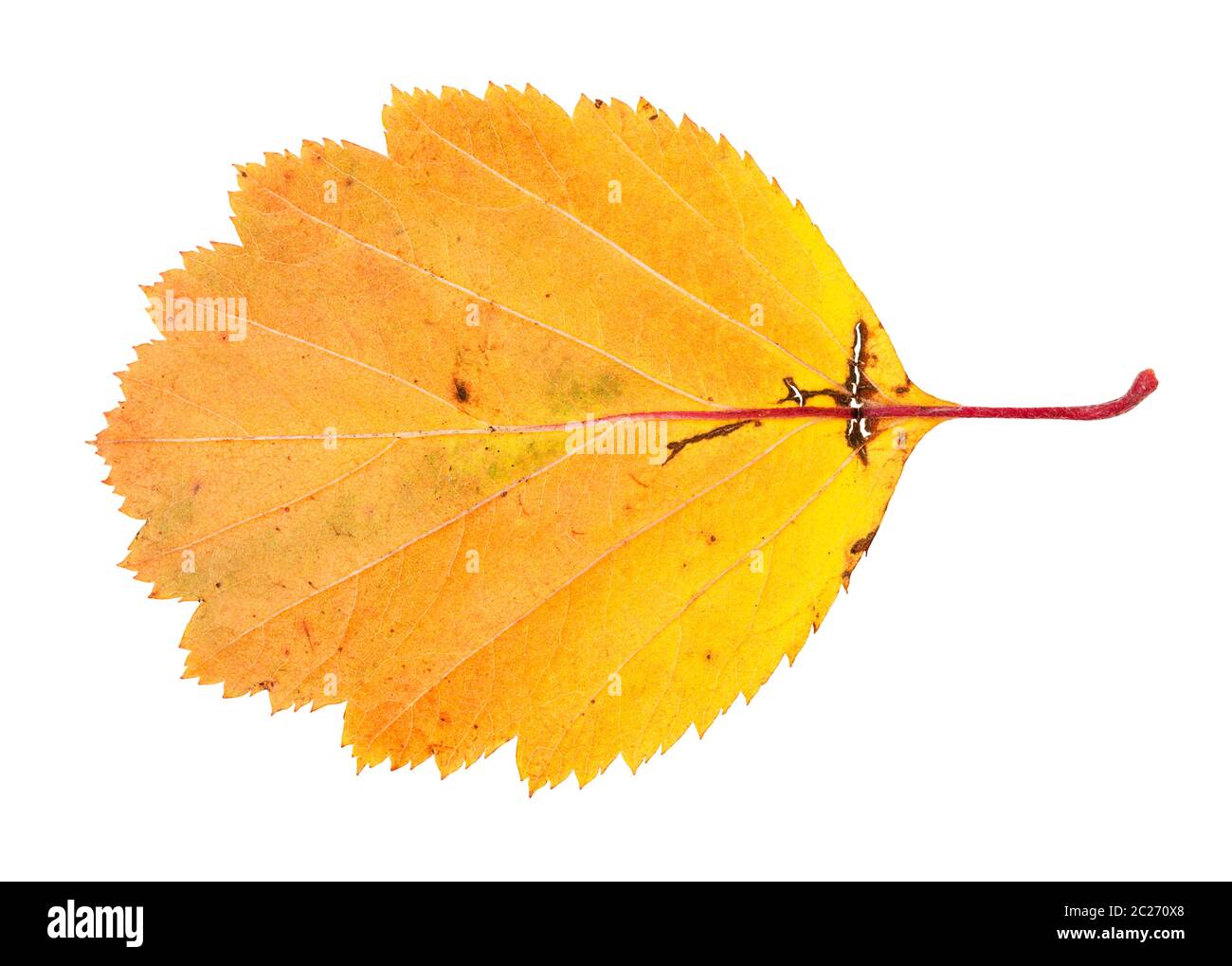yellow fallen leaf of hawthorn, tree isolated on white background Stock ...