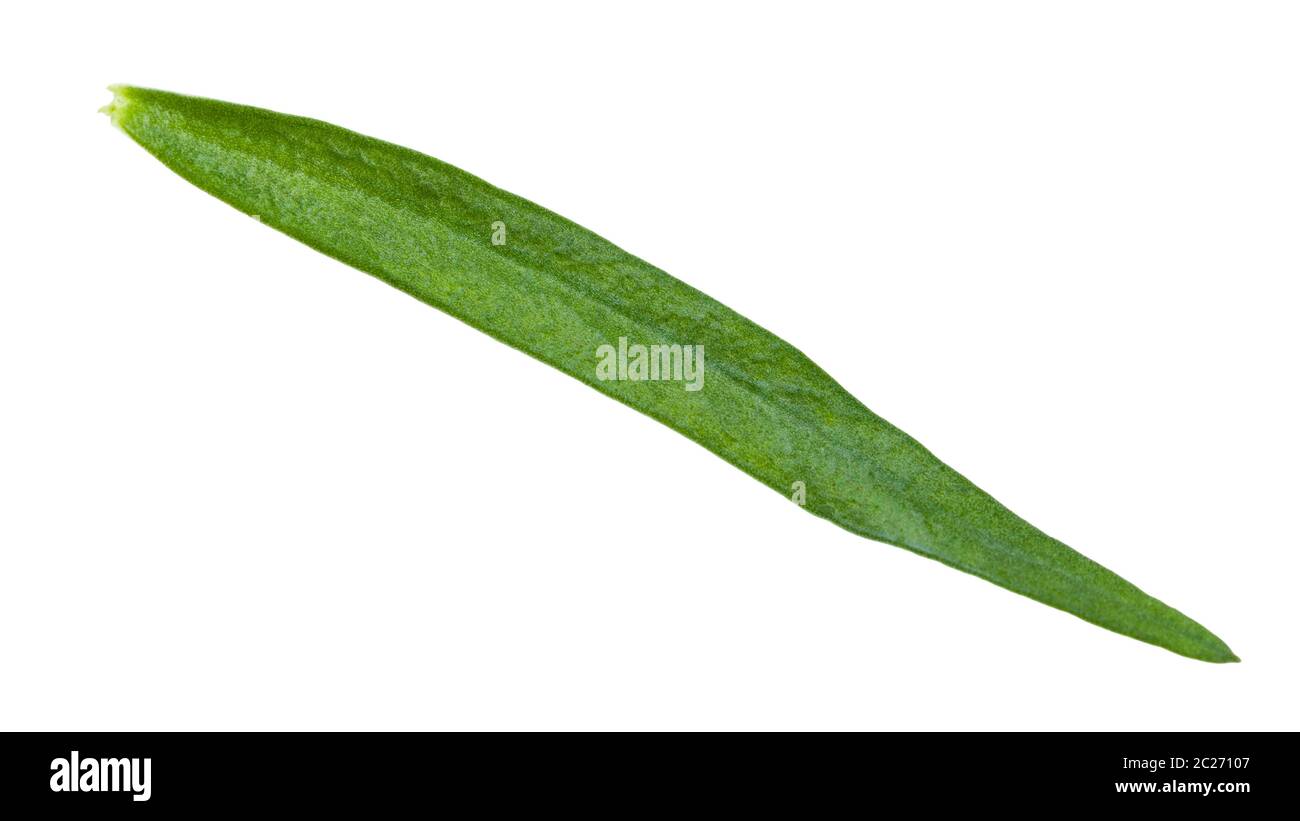 green leaf of tarragon (estragon) isolated on white background Stock ...