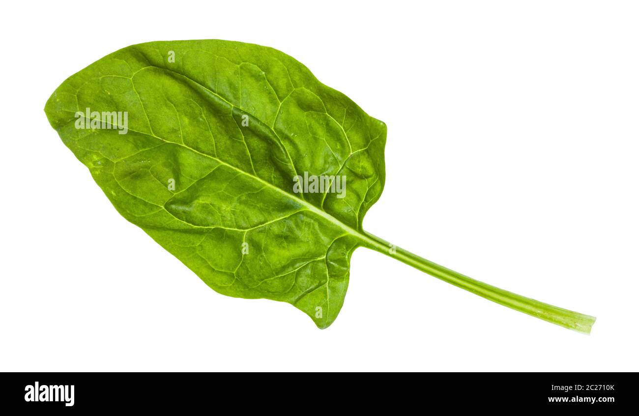 fresh leaf of spinach herb isolated on white background Stock Photo - Alamy