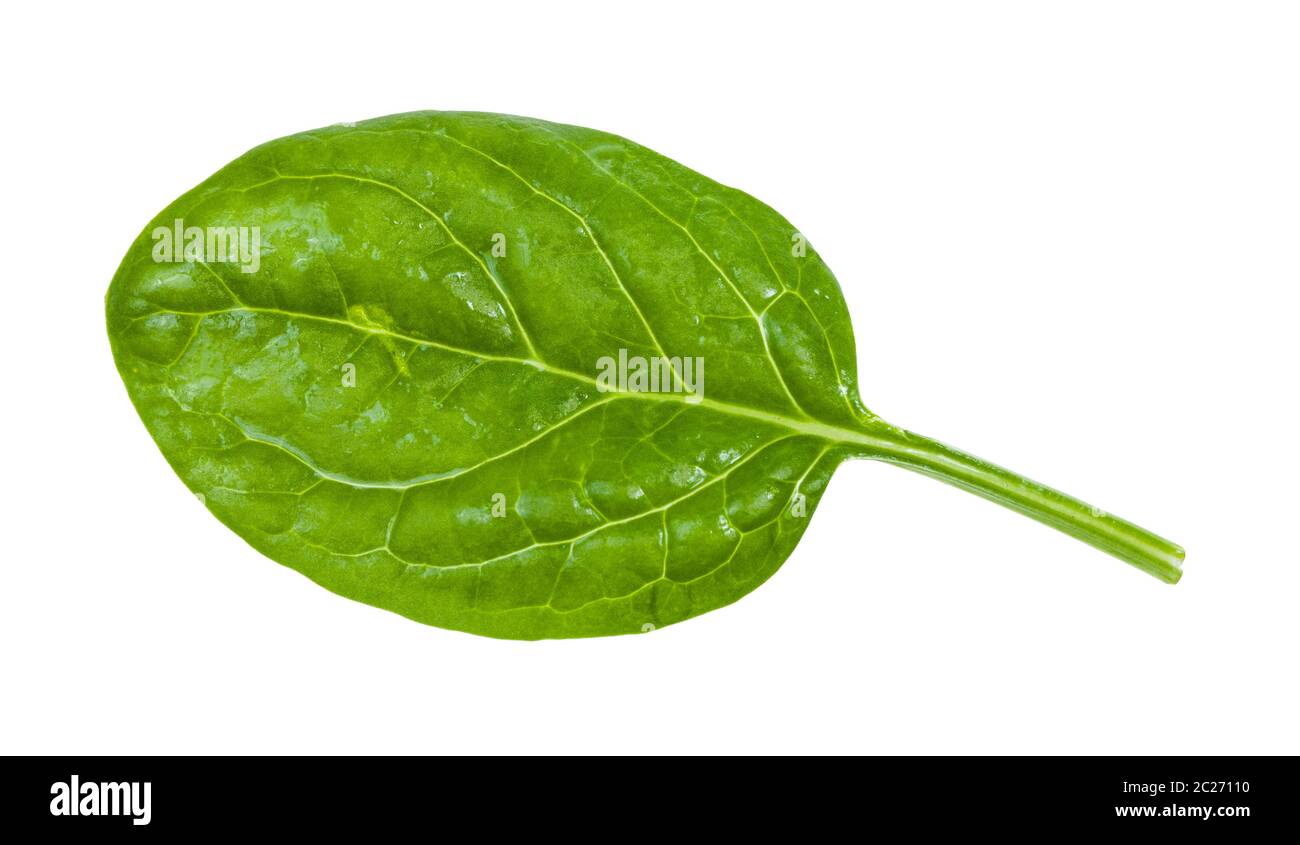 green leaf of young spinach isolated on white background Stock Photo ...