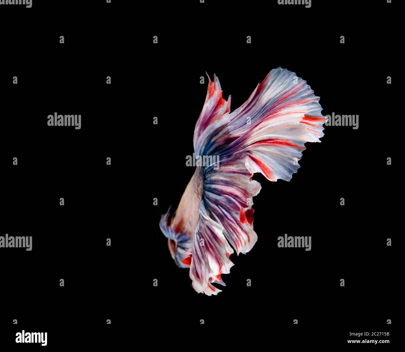 Multi-color betta fish, siamese fighting fish on black background Stock ...