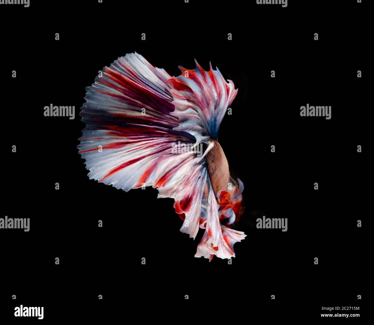 Multi-color betta fish, siamese fighting fish on black background Stock ...