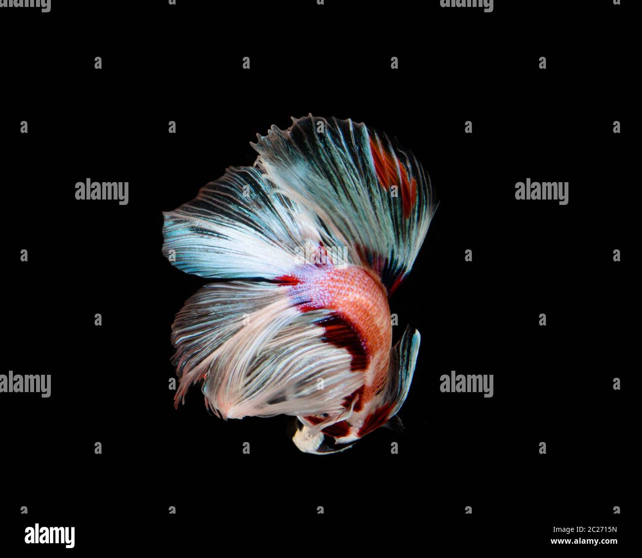 Multi-color betta fish, siamese fighting fish on black background Stock ...