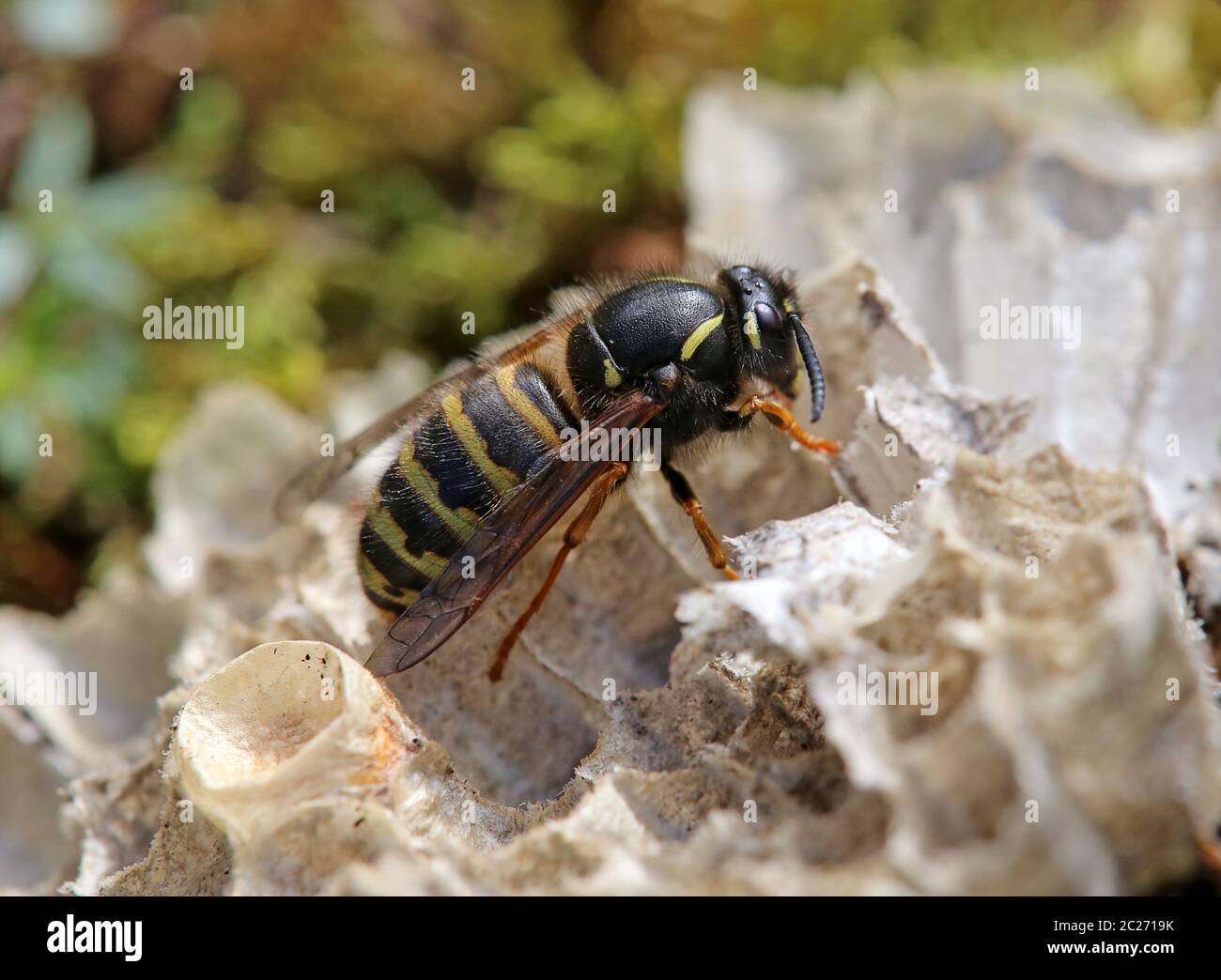 Wasp Queen Red Wasp Vespula rufa from the Hintersee in the Felbertal ...