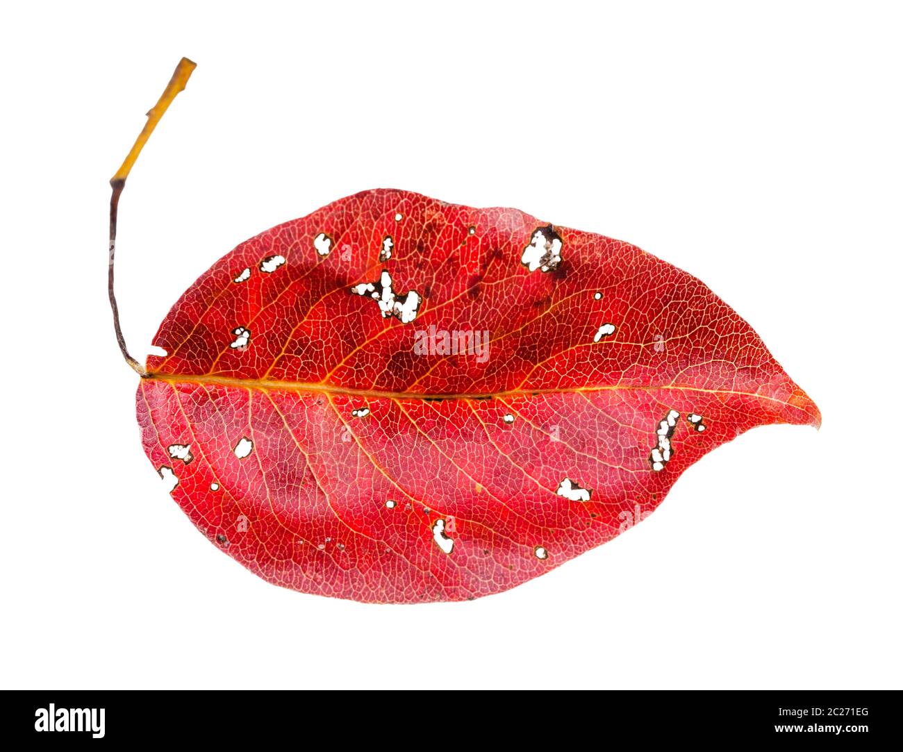 red fallen leaf of pear tree isolated on white background Stock Photo ...