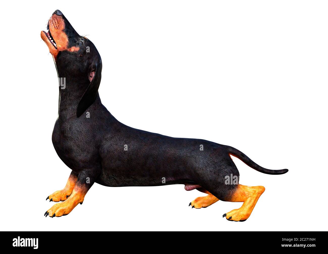 3D rendering of a dachshund or badger dog or sausage dog isolated on ...