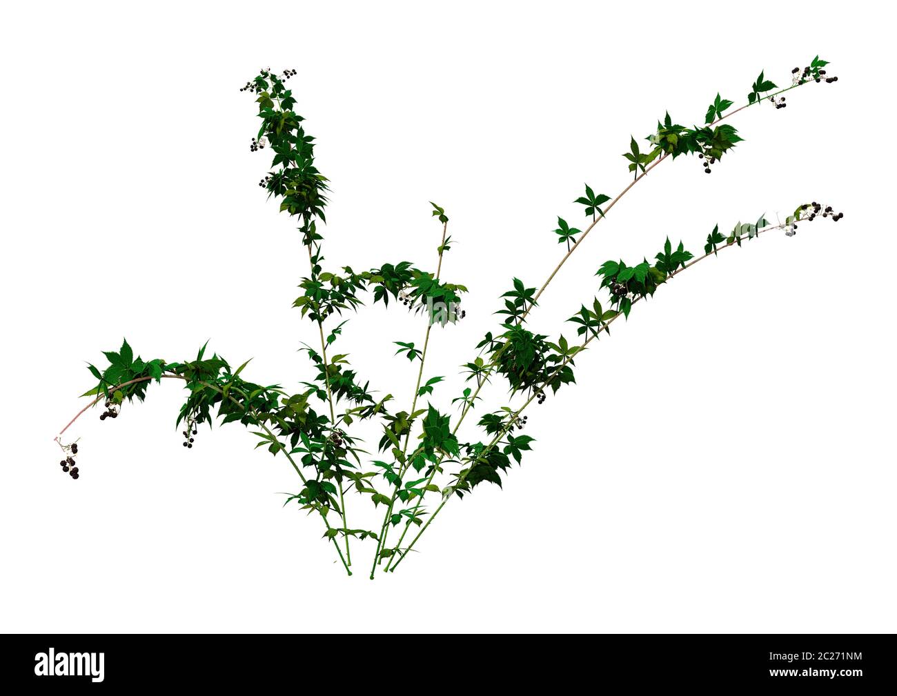 3D rendering of a bramble plant with fruits and flowers isolated on ...