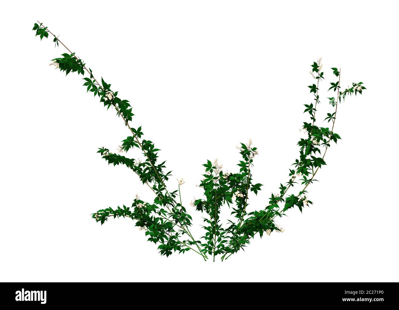 3D rendering of a bramble plant with flowers isolated on white ...