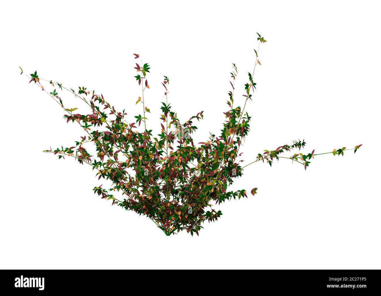 3D rendering of a bramble plant isolated on white background Stock ...