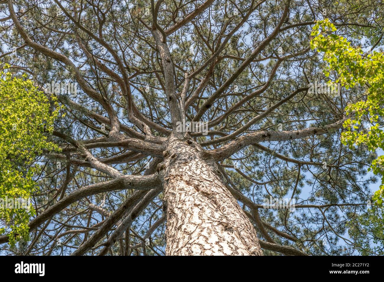 Crown of an old pine tree with stem and needles in front of blue sky ...