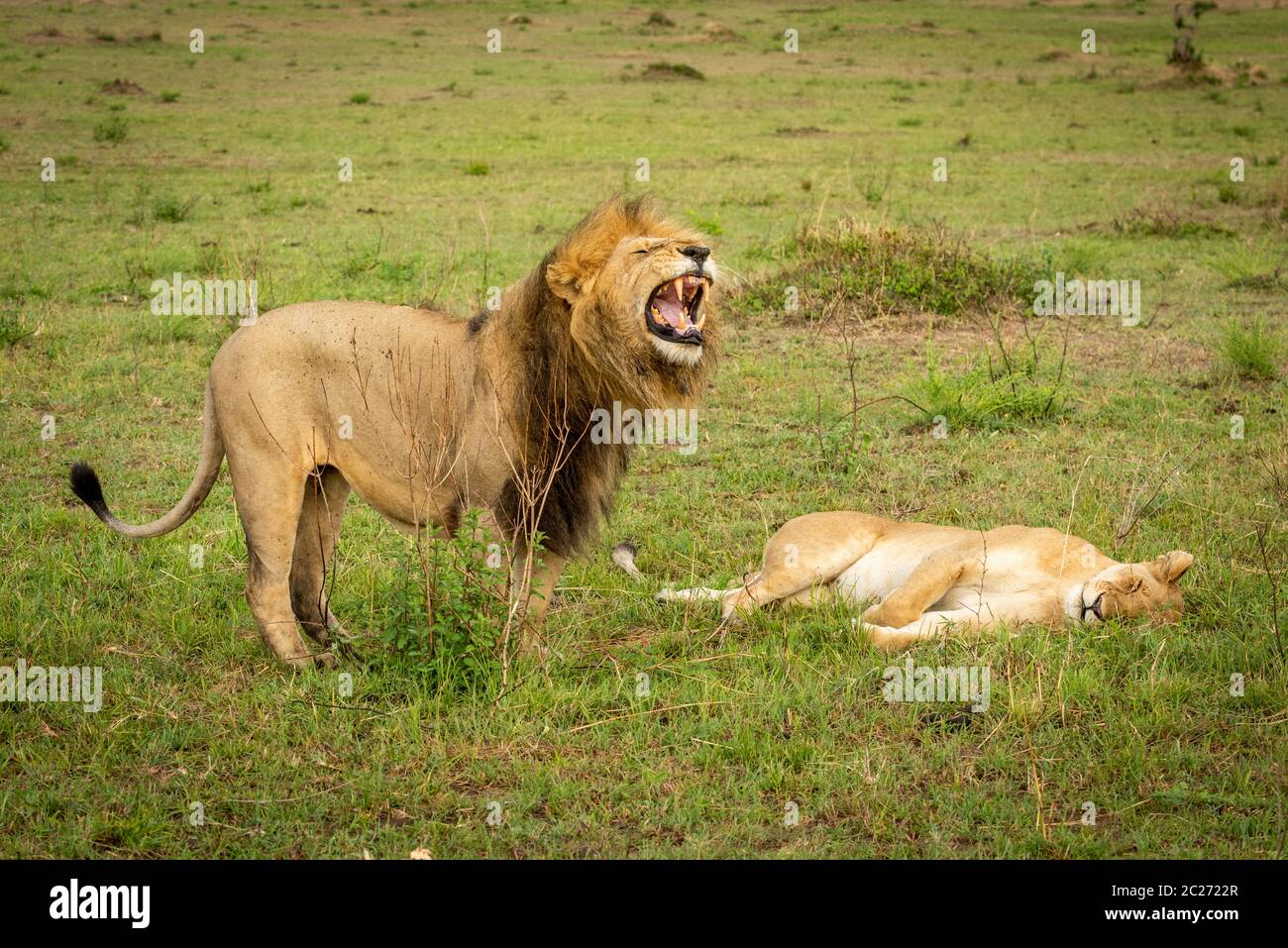 Male lion bares teeth standing by lioness Stock Photo - Alamy