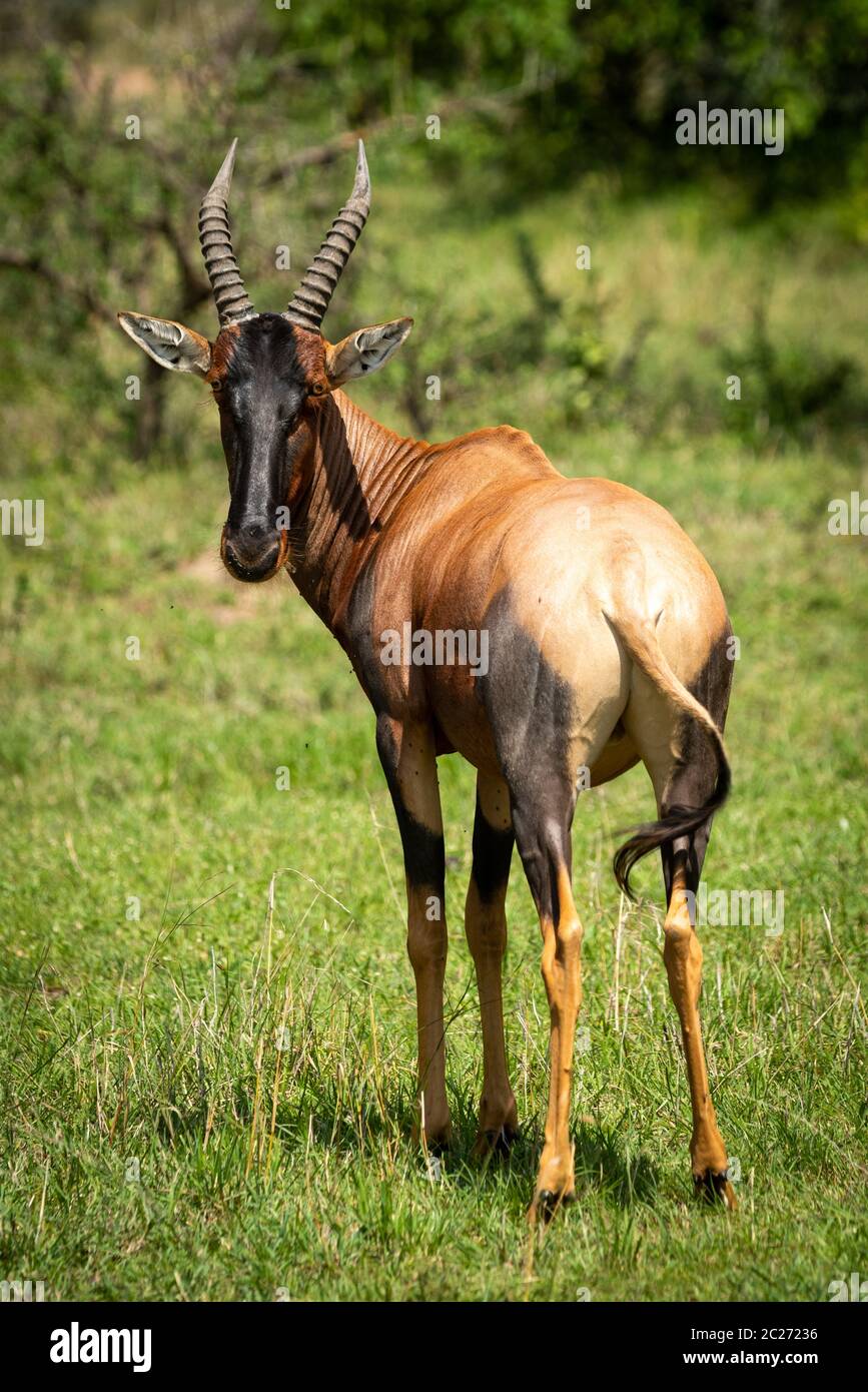 Male topi stands in grass looking round Stock Photo - Alamy