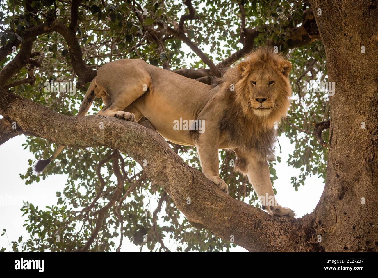 Lion standing looking down panthera hi-res stock photography and images ...