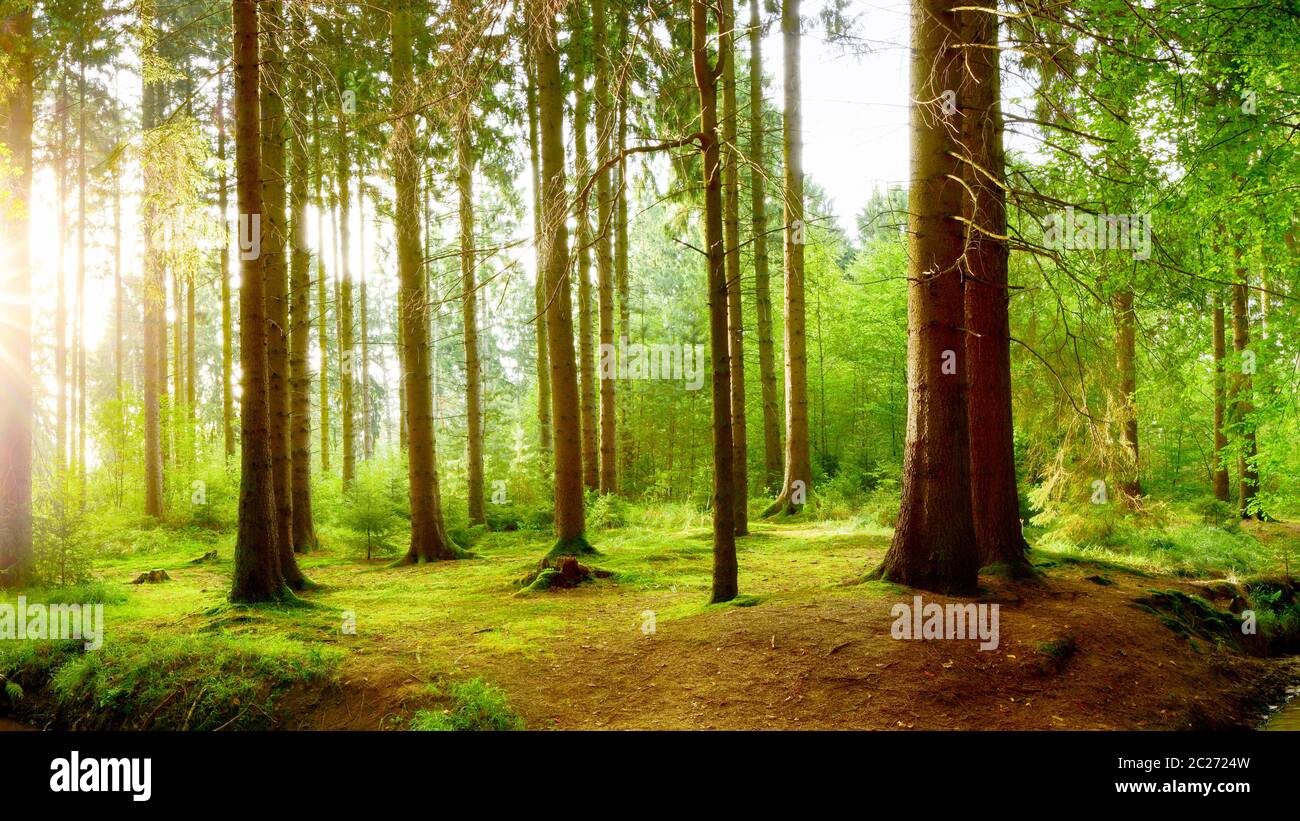 Beautiful forest in spring with bright sunlight in the background Stock ...