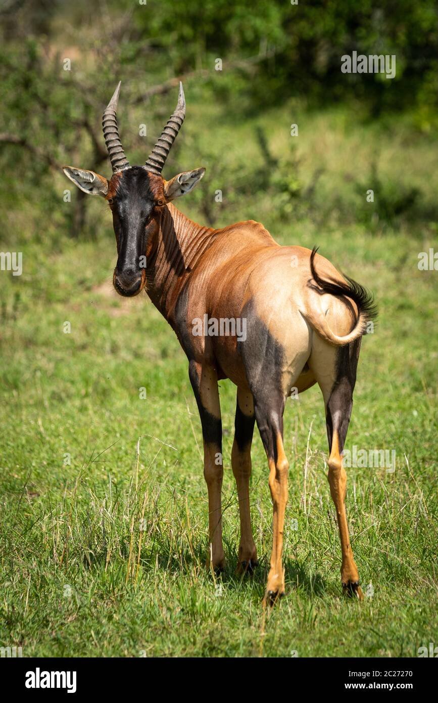 Male topi stands in grass looking back Stock Photo - Alamy