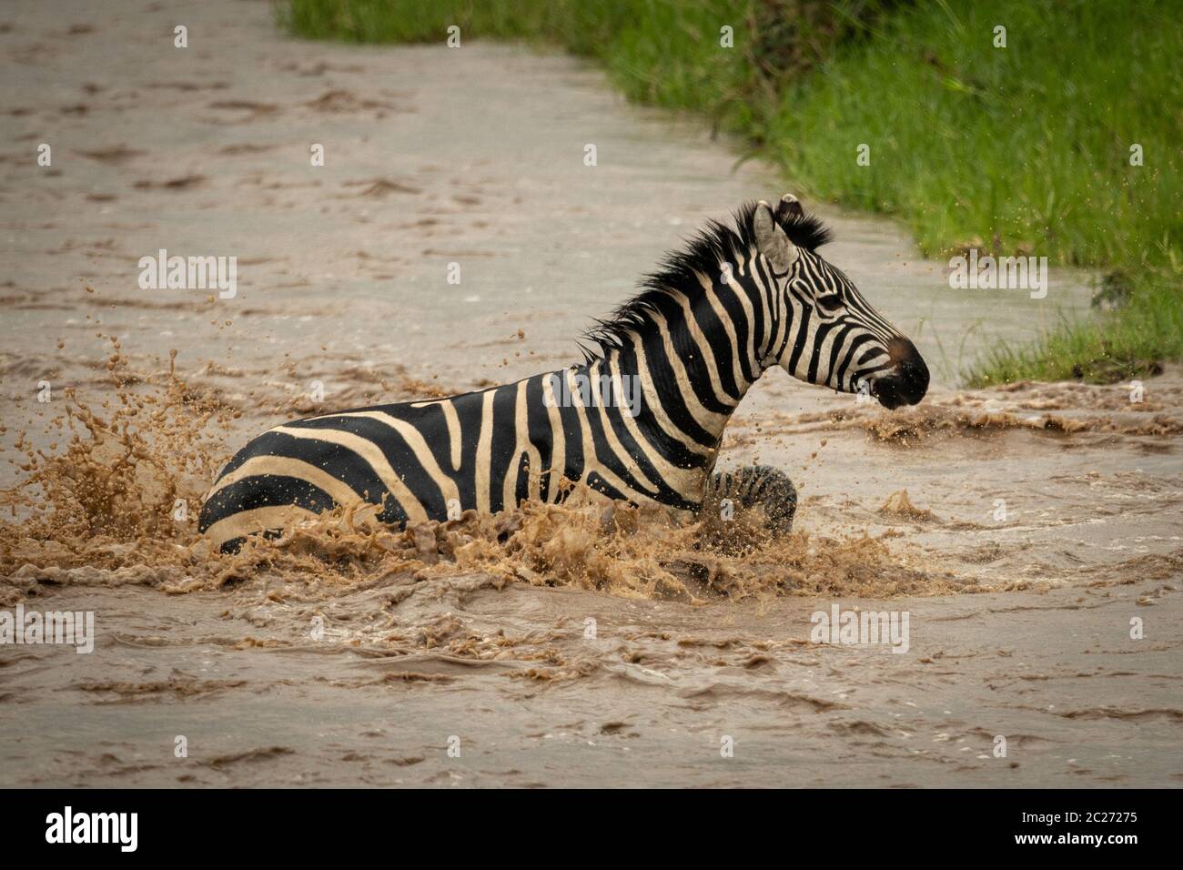 Plains zebra splashes across river towards bank Stock Photo - Alamy Plains zebra splashes across river towards bank Stock Photo - Alamy
