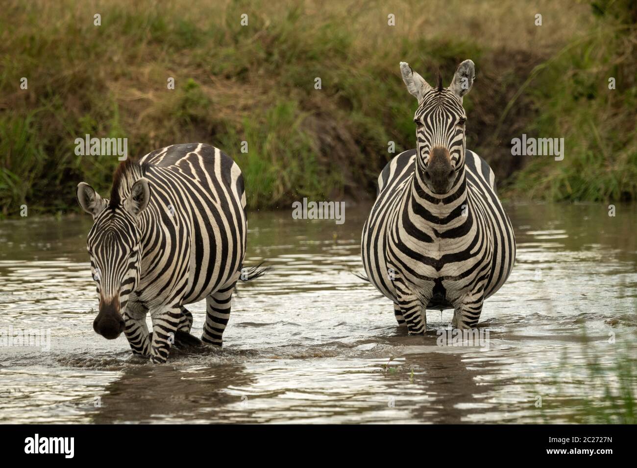 Zebra at pool of water hi-res stock photography and images - Alamy