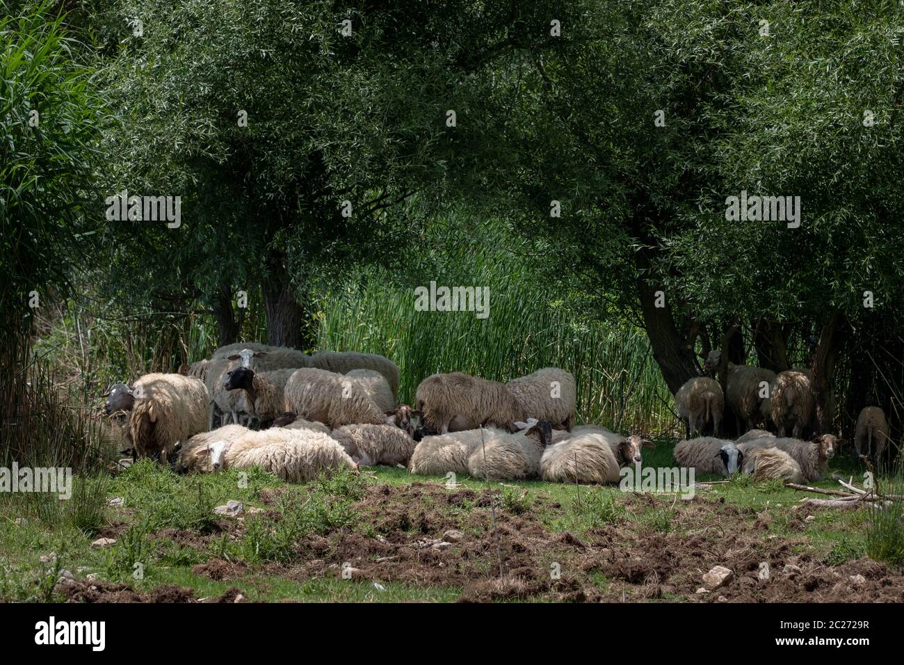 Sheep flock rests in a tree shade. Sheep Standing Under A Tree Stock ...