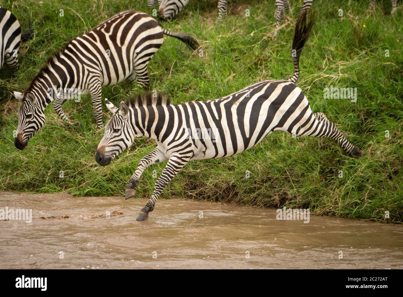 Plains zebra jumps into river from bank Stock Photo - Alamy