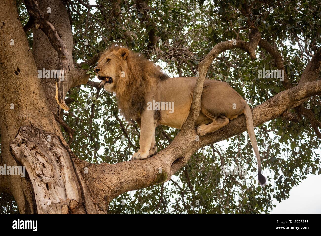 Male lion sits looking out from tree Stock Photo - Alamy