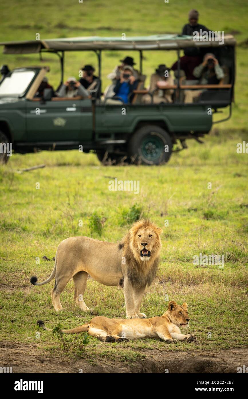 Lion jeep car hi-res stock photography and images - Alamy