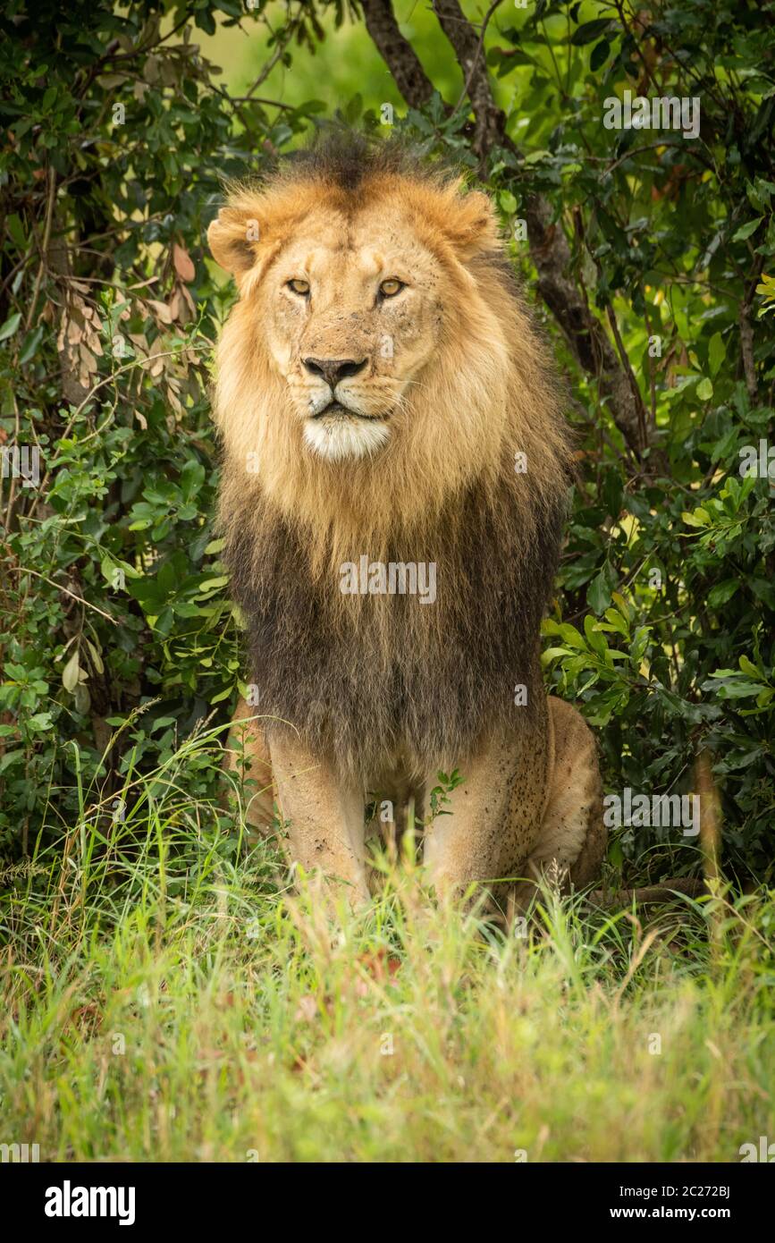 Male lion sits near bush looking left Stock Photo - Alamy