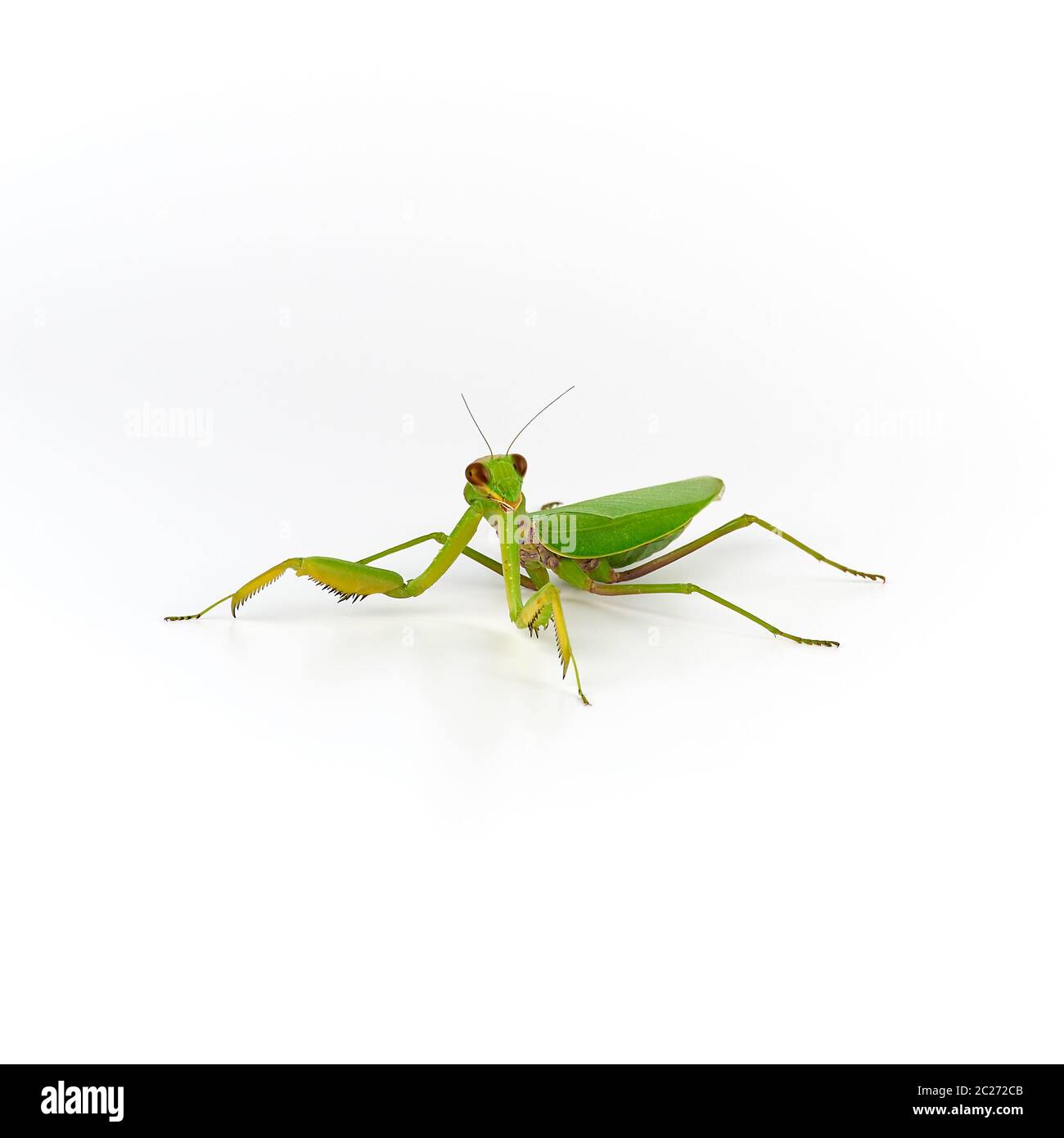 big green mantis on a white background, close up Stock Photo - Alamy