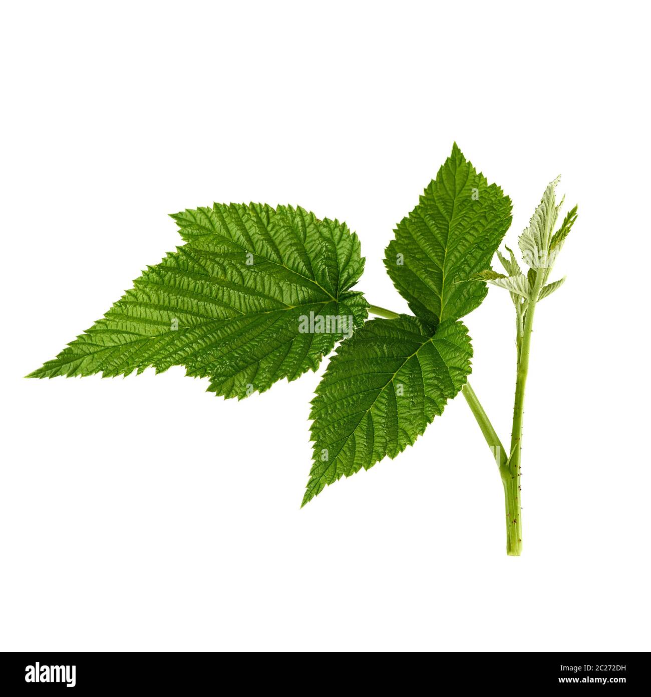 raspberry branch with a green stem and leaves on a white background ...
