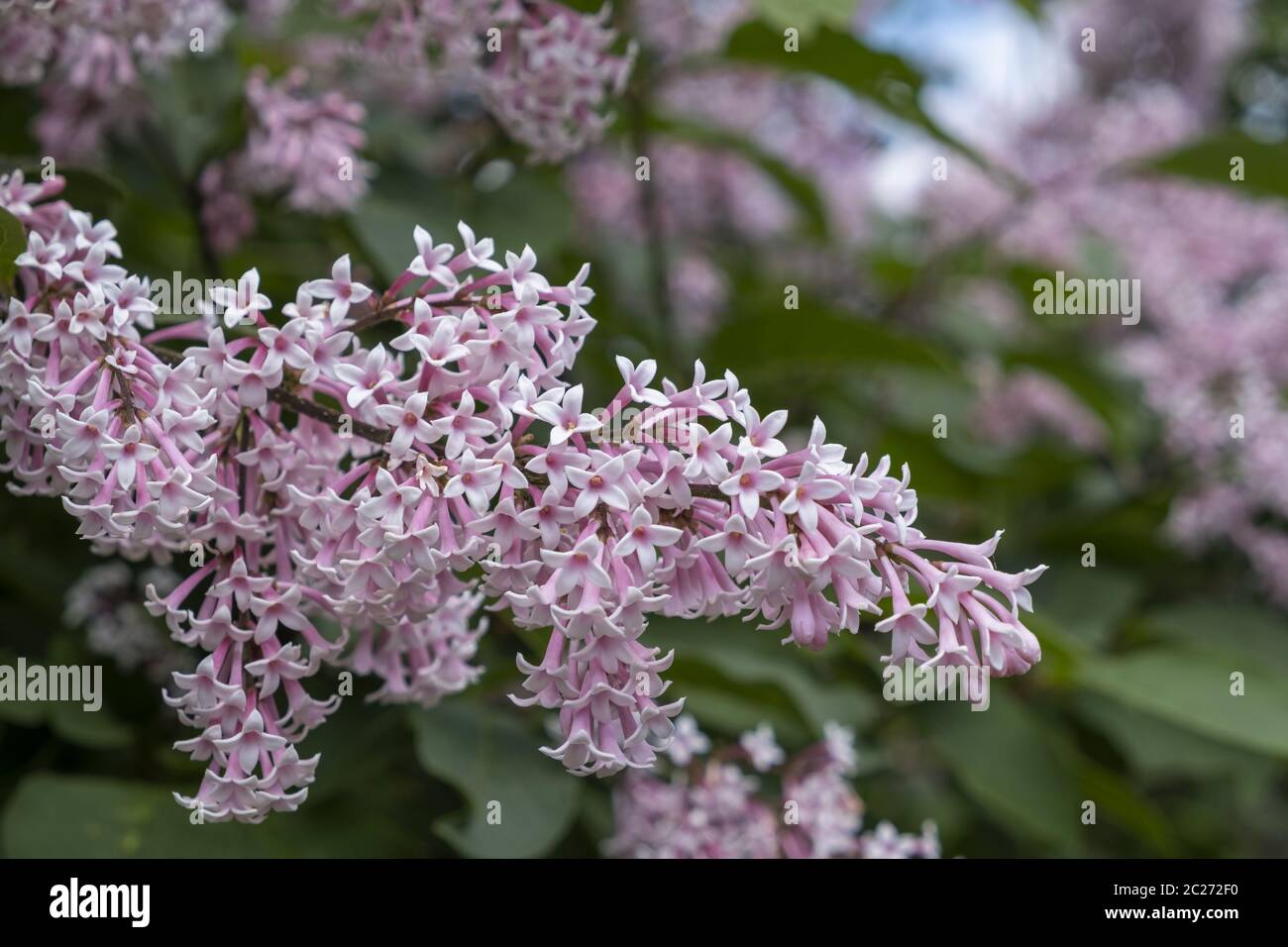 Hungarian lilac (Syringa josikaea Stock Photo - Alamy