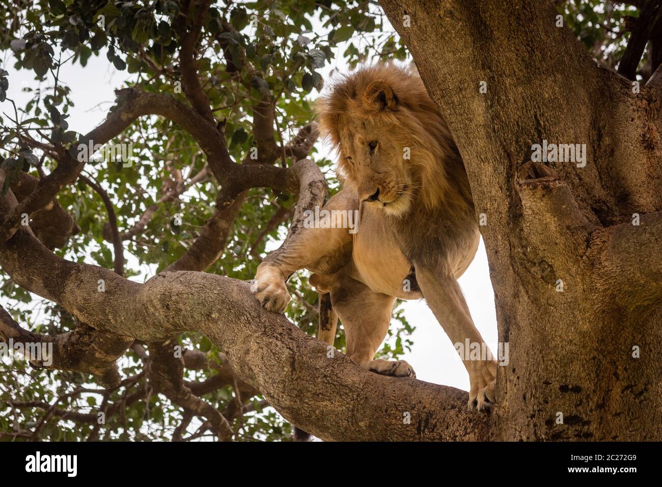 Male lion stands in tree looking down Stock Photo - Alamy