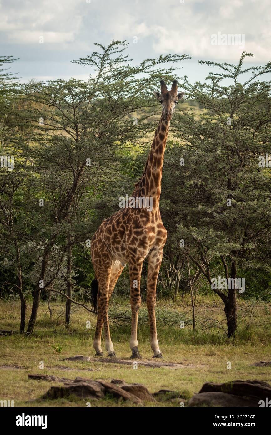 Giraffe stands hi-res stock photography and images - Alamy