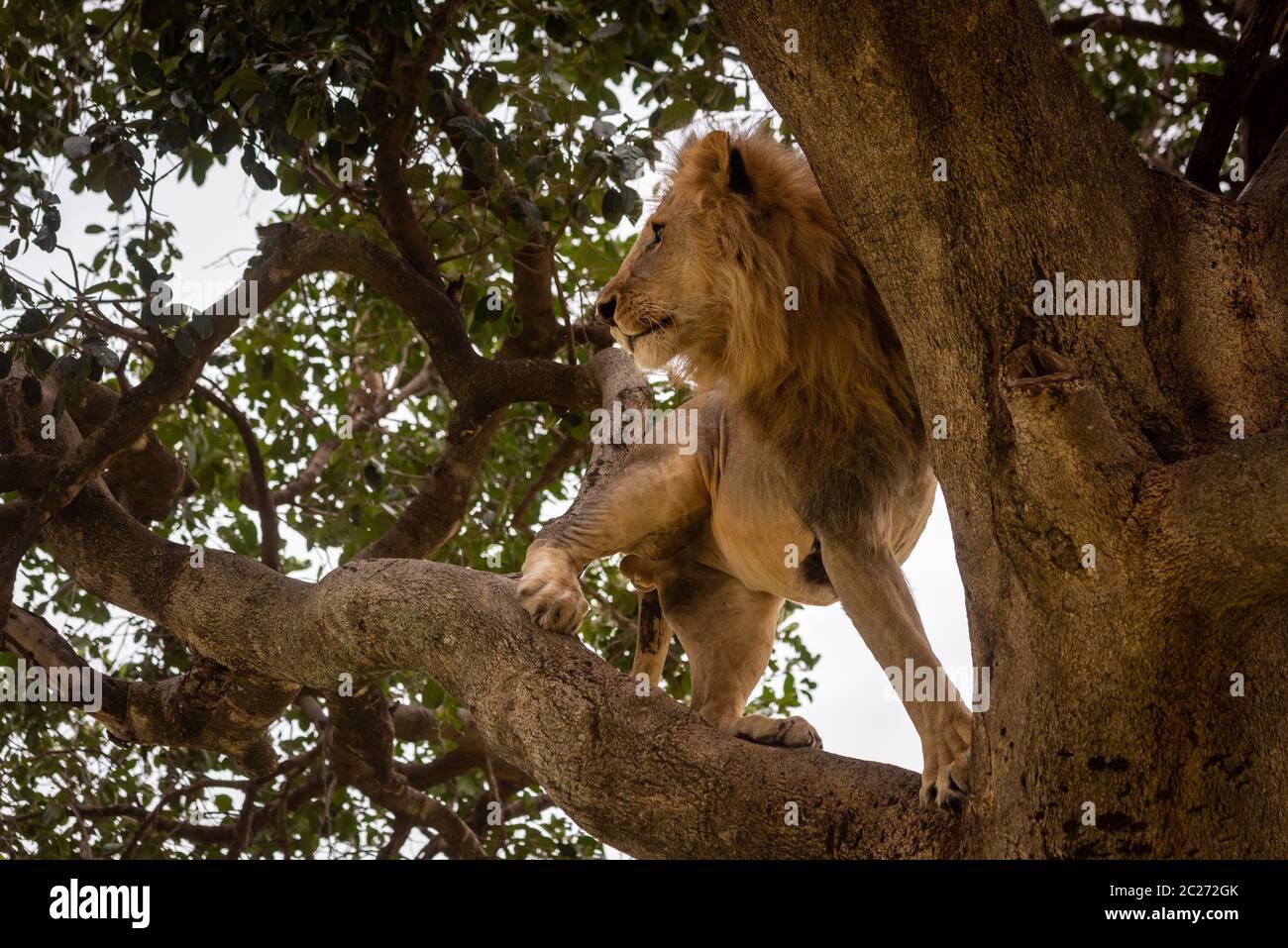 Male lion stands in tree looking back Stock Photo - Alamy