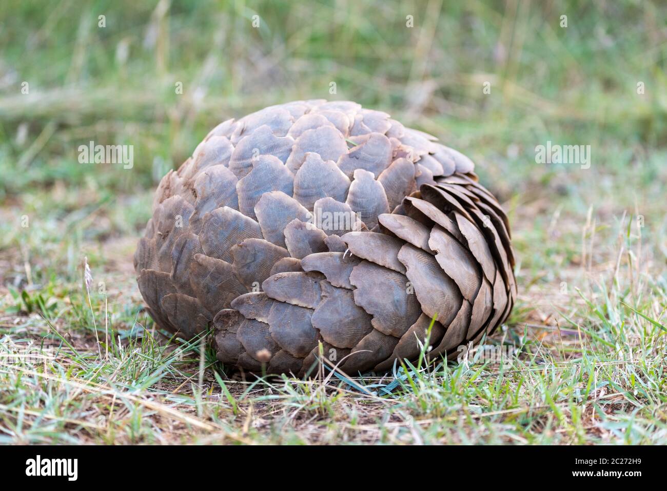 Pangolin scaly anteater scales hi-res stock photography and images - Alamy
