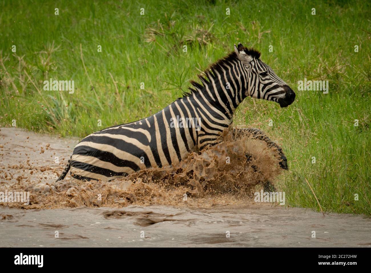 Plains zebra jumps from river onto grass Stock Photo - Alamy