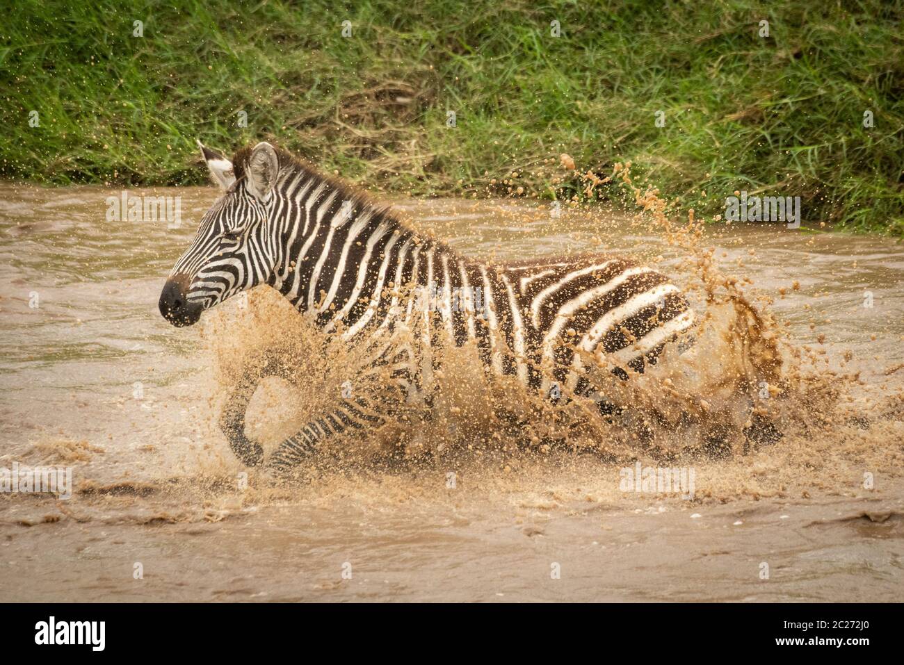 Plains zebra crossing muddy river in spray Stock Photo - Alamy