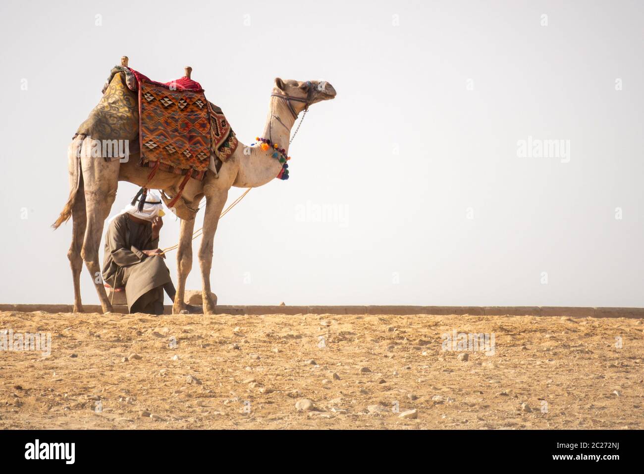 camel ride in the desert Cairo Egypt Stock Photo - Alamy