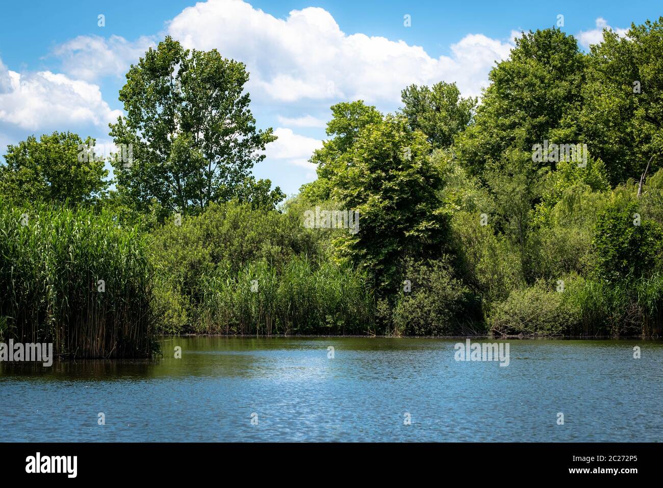 Landscape detail of lake and forest coast,reflection in water surface ...
